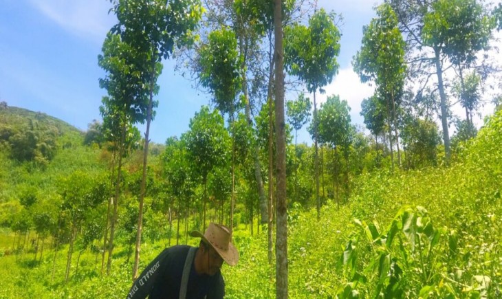 Petani Muda di Sumbar Gencarkan Budidaya Masoi, Tanaman Langka Asal Papua