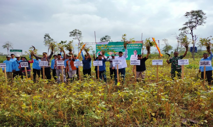Panen Perdana Kedelai pada Lahan Korporasi Pertanian Presisi di Gunung ...