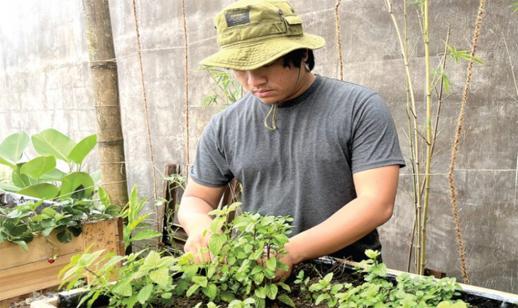 Cara Herbal Usir Hama, Daun Mint Rosemary Bisa Bantu Lindung Tanaman Sayur