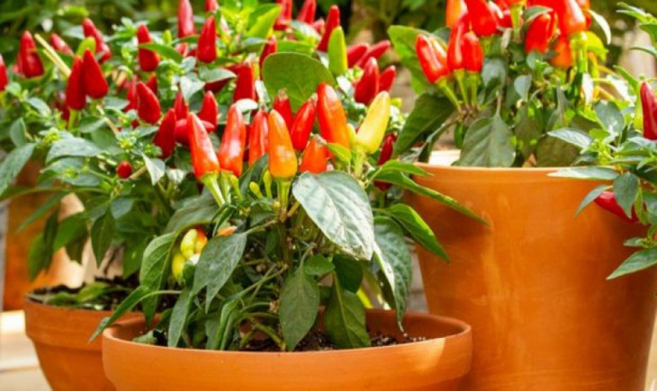 Cara Jitu Tanam Cabai Agar Harga Jual Tinggi
