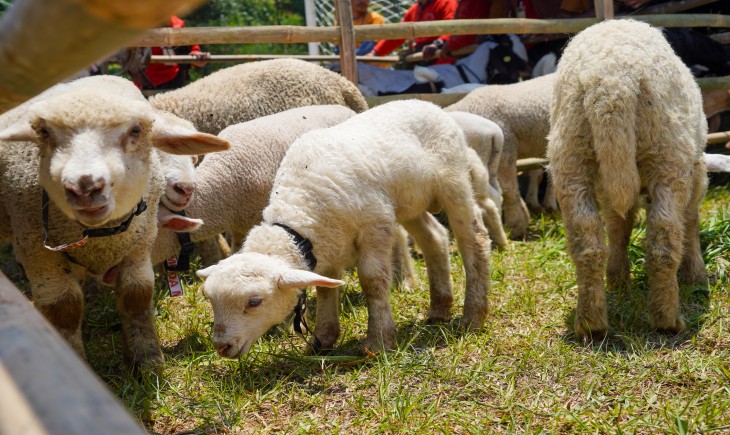 Kolompok Tani Binaan UPLAND Optimis Raup Keuntungan Dari Domba Batur