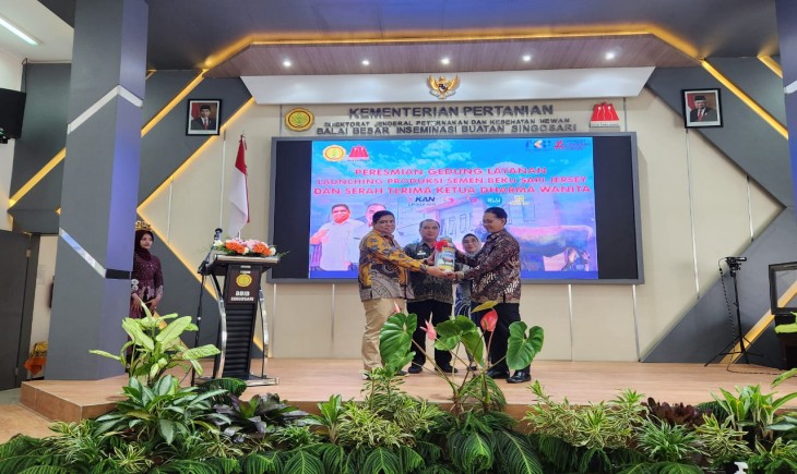 Launching Sapi Jersey Di BBIB Singosari, Solusi Meningkatkan Kualitas ...