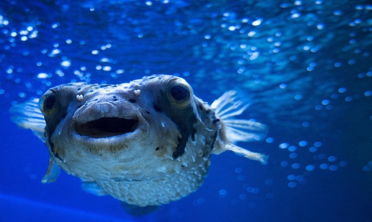 Kasus Keracunan Ikan Buntal di Bima, Dosen Unair Jelaskan Bahaya Racun ...
