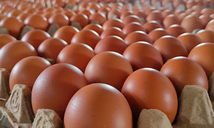 Permintaan Meningkat, Babel Tambah Pasokan Telur Ayam 33,5 Ton