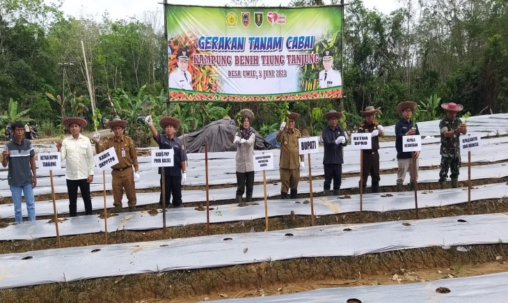 Pelepasan Varietas Cabai Tiung Tanjung, Titik Awal Kembangkan Cabai ...